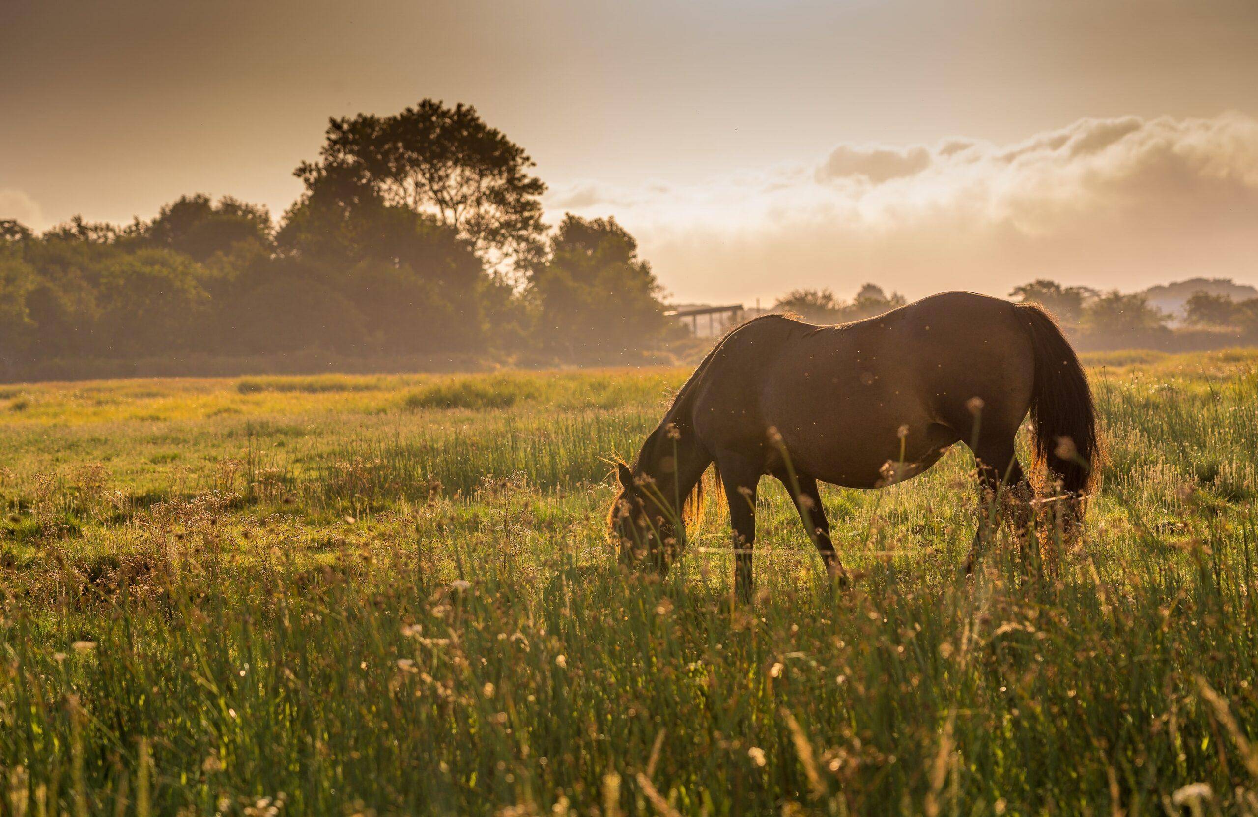 Horseback riding in Salemi and Trapani - Travel Salemi